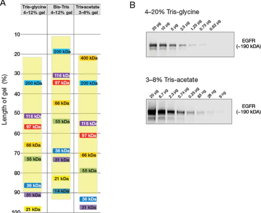Protein Elektroforezi - Western Blot | Invitrogen™ NuPAGE Tris-Acetate ...